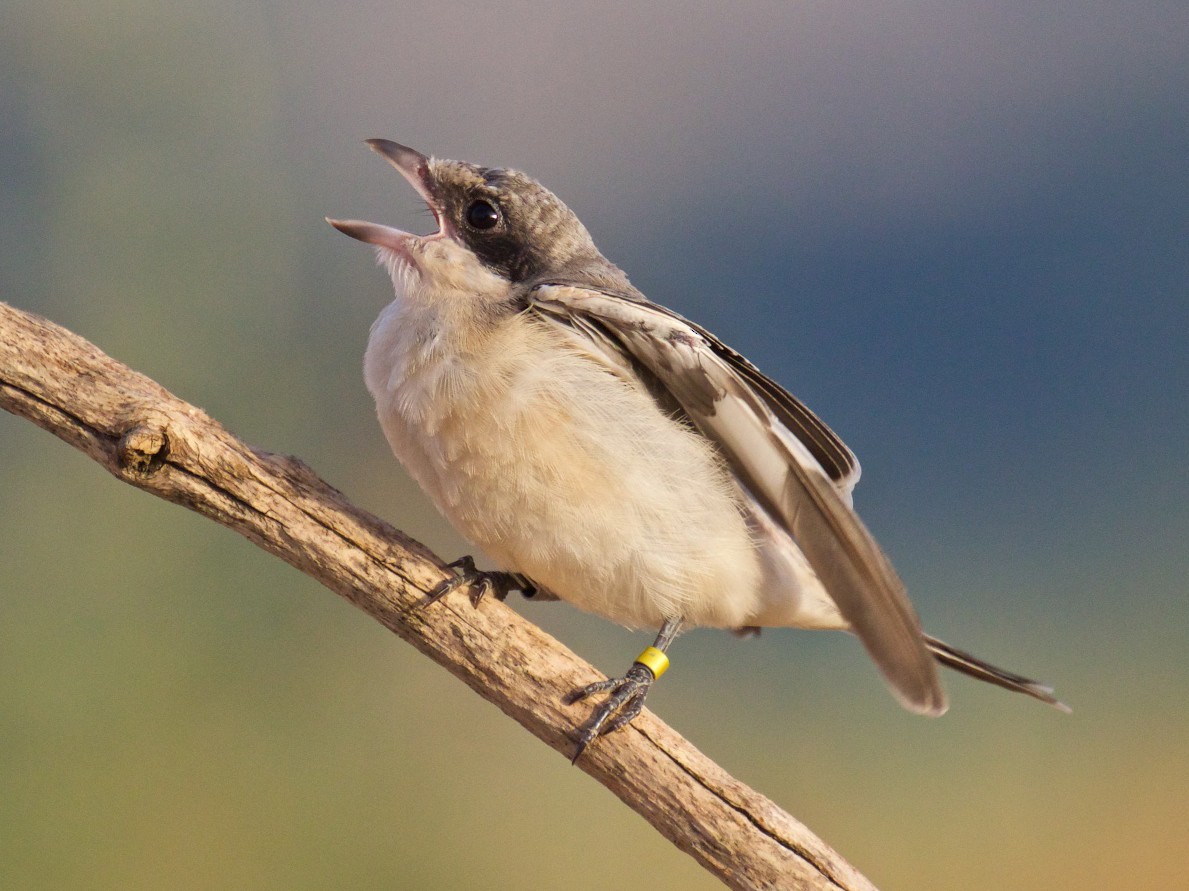 Alcaudón Chico - eBird