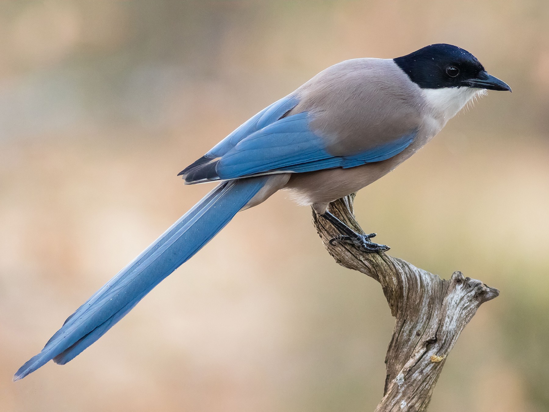 Evropska Plava Svraka EBird, 48% OFF | www.micoope.com.gt