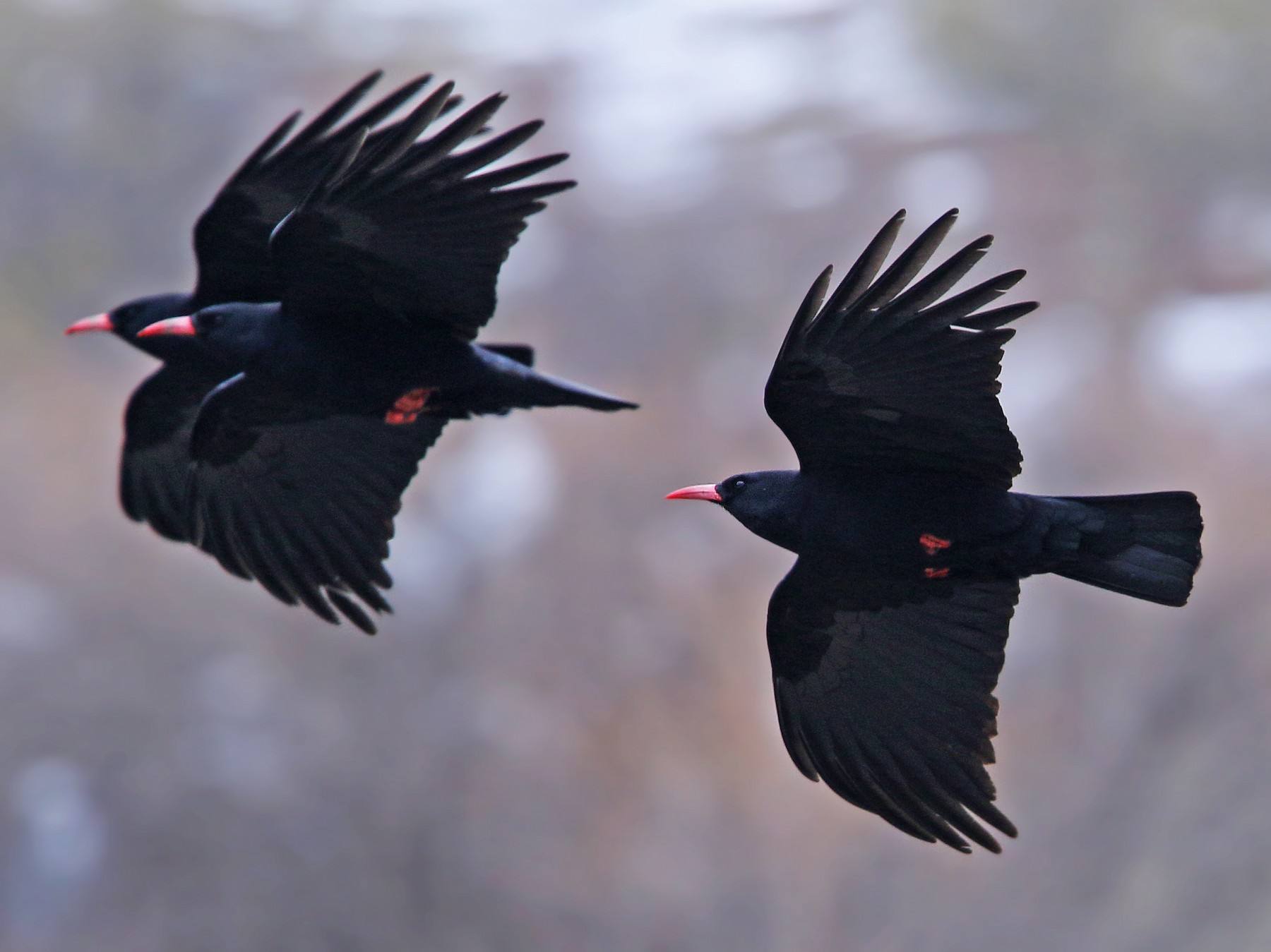Red-billed Chough - eBird