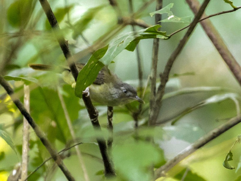 Yellow Longbill - eBird