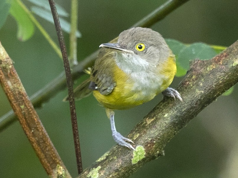 Yellow Longbill - eBird
