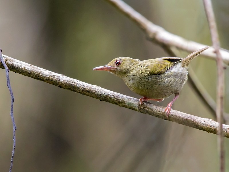 Gray Longbill - eBird