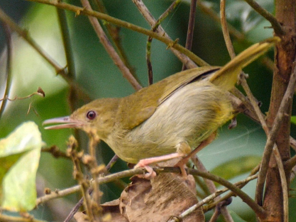 Gray Longbill - eBird