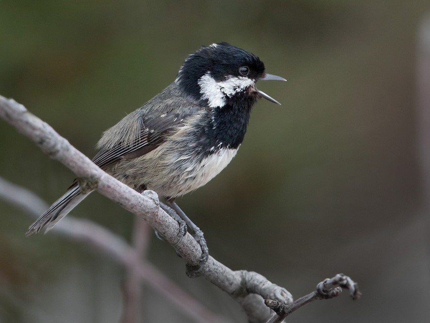 Coal Tit - eBird