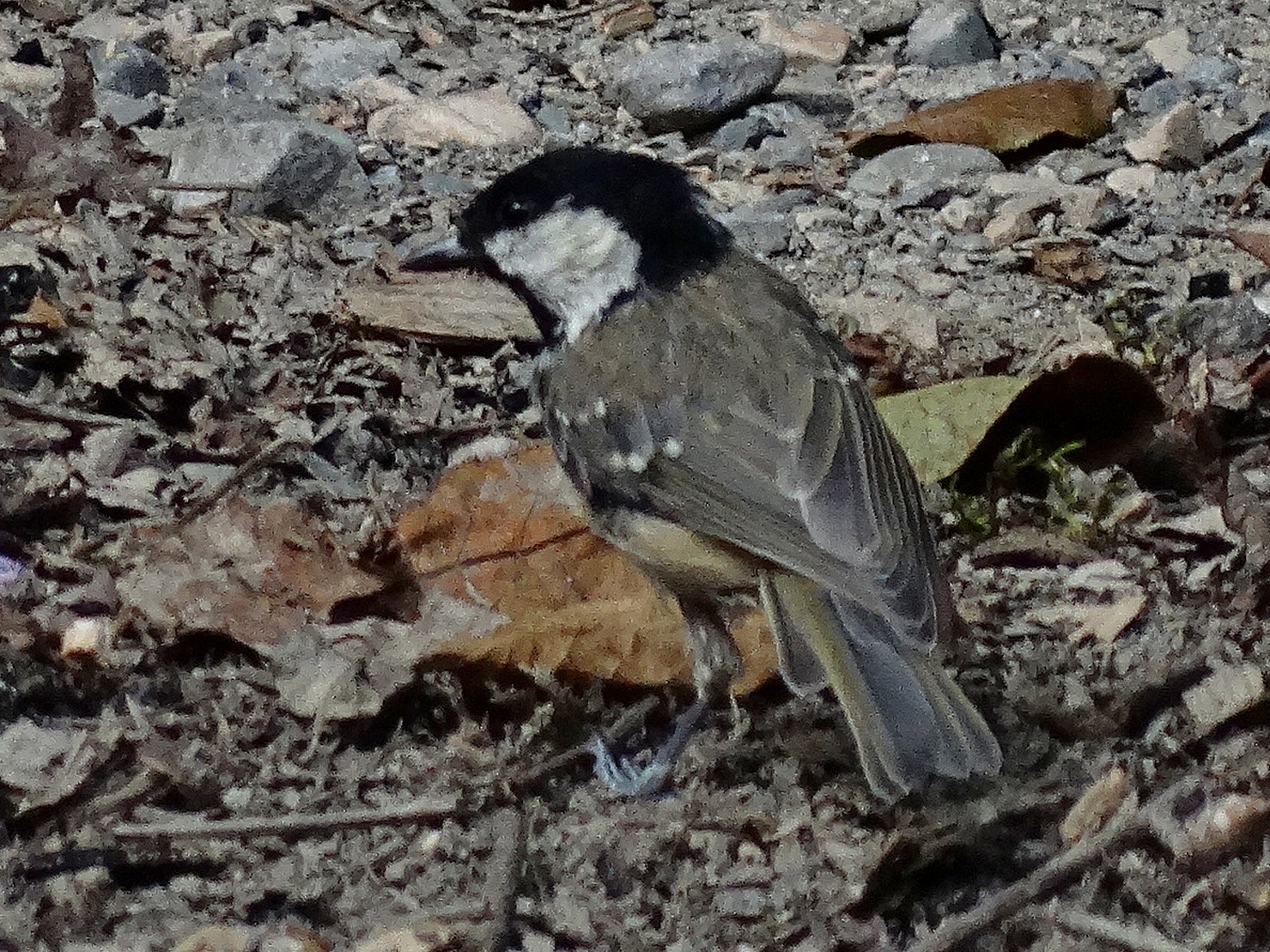 Coal Tit - eBird
