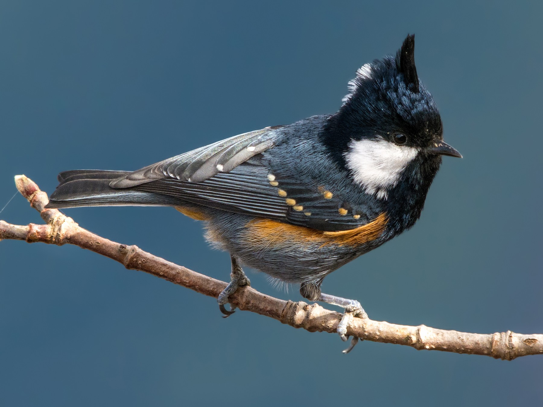 Coal Tit - eBird
