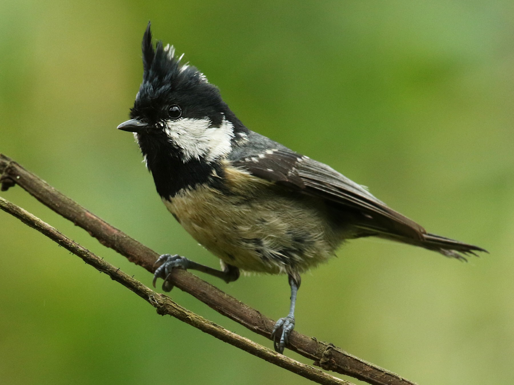 Coal Tit - eBird