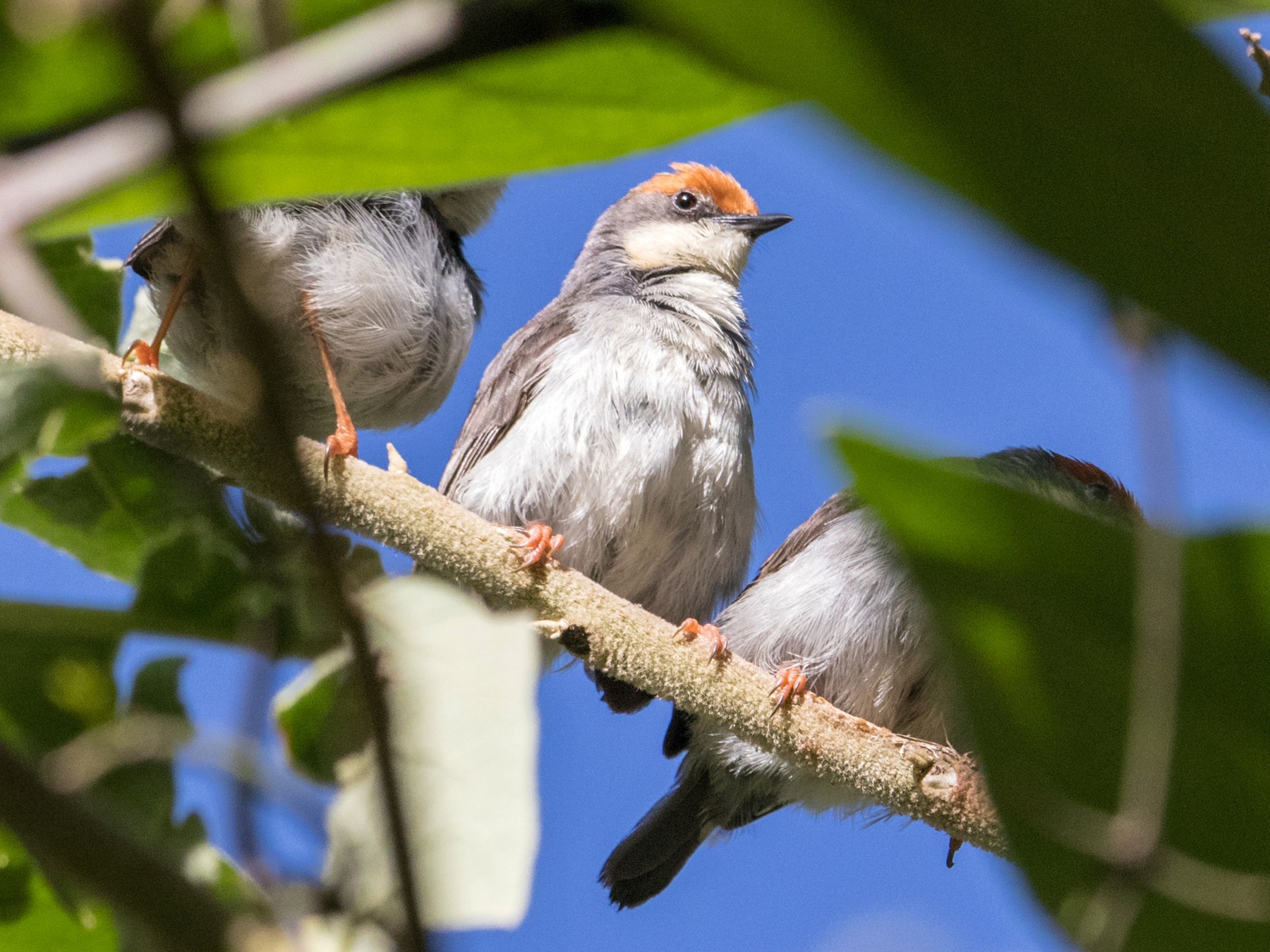 Turner's Eremomela - eBird