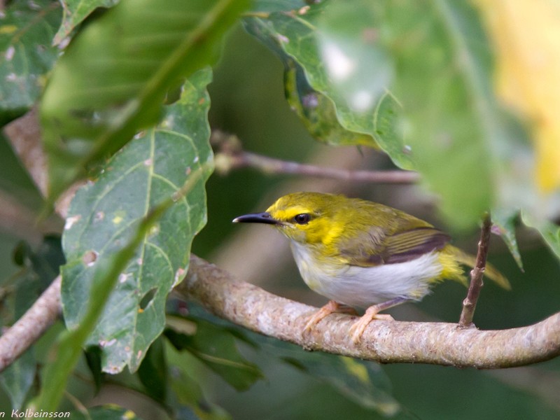 Yellow-browed Camaroptera - eBird