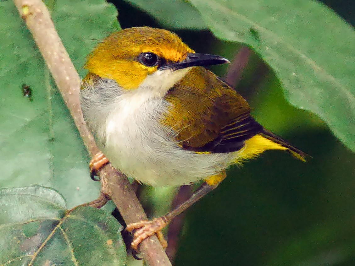 Yellow-browed Camaroptera - eBird