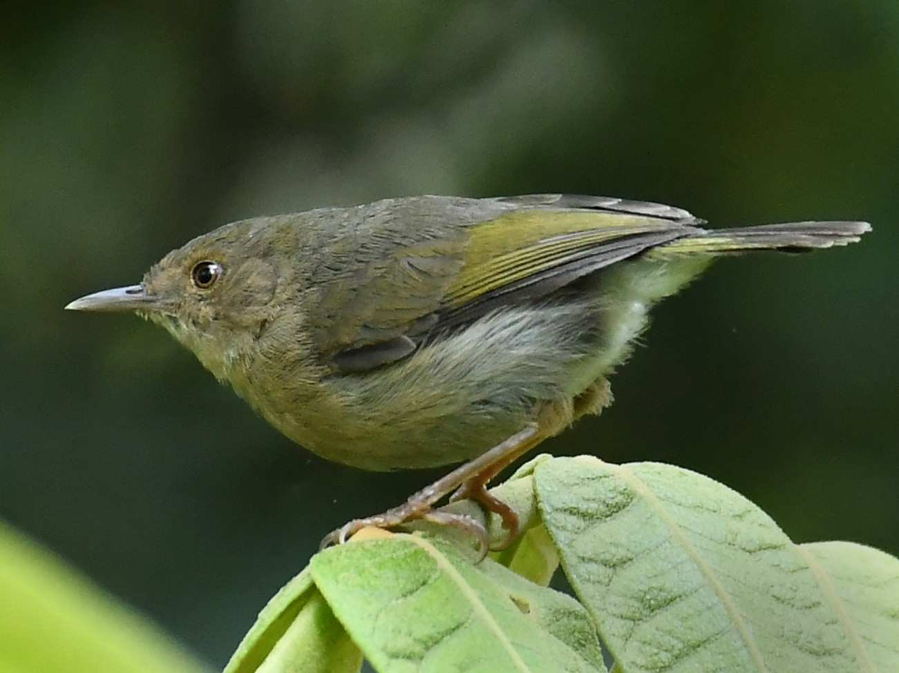 Olive-green Camaroptera - eBird