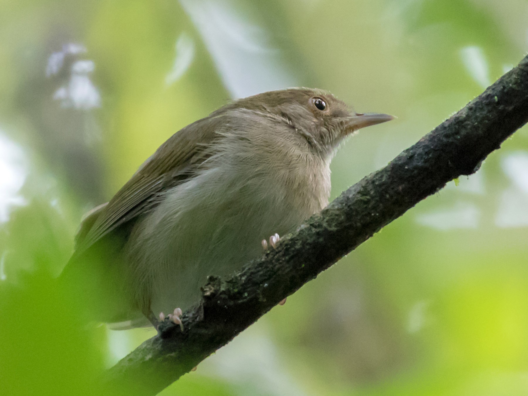 Olive-green Camaroptera - eBird