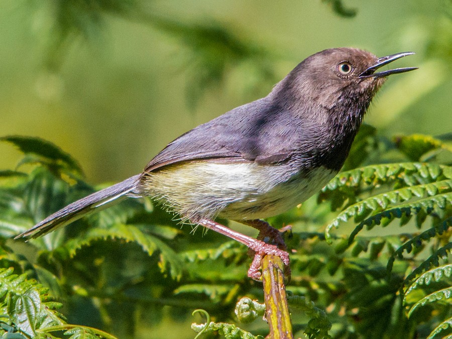 Taita Apalis - eBird