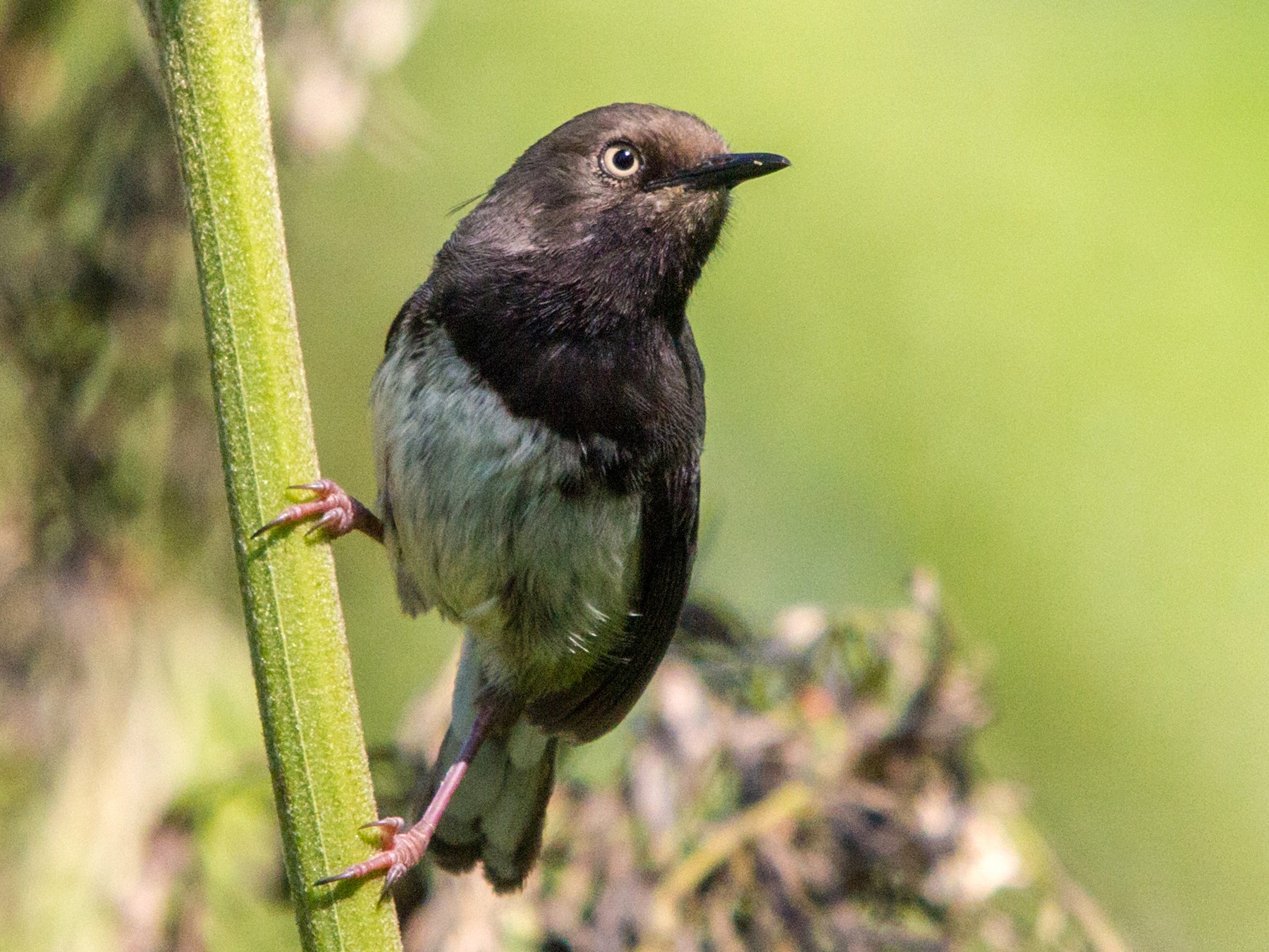 Taita Apalis - eBird