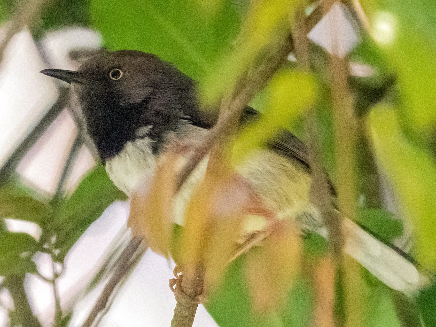 Taita Apalis - eBird