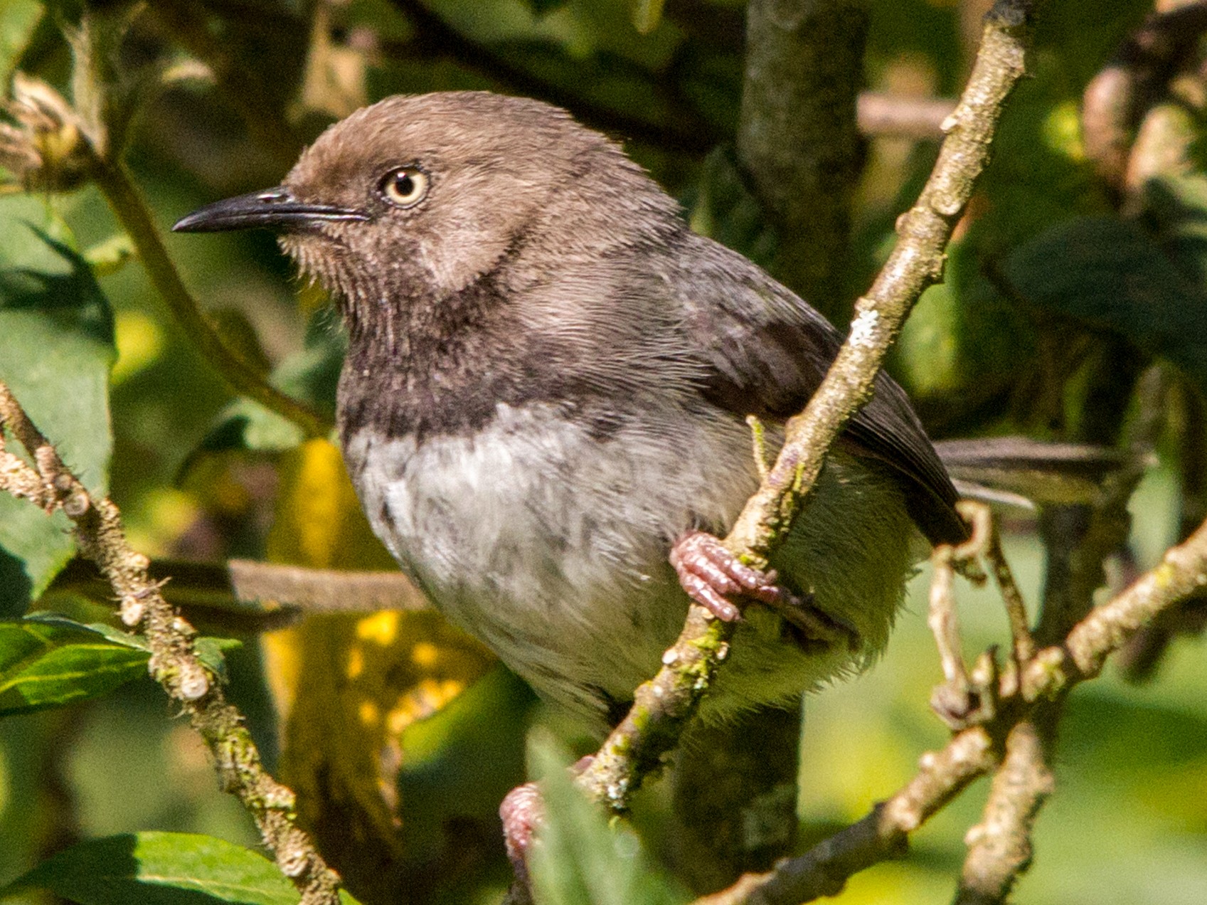 Taita Apalis - eBird