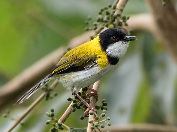 Black-capped Apalis - Apalis nigriceps - Birds of the World