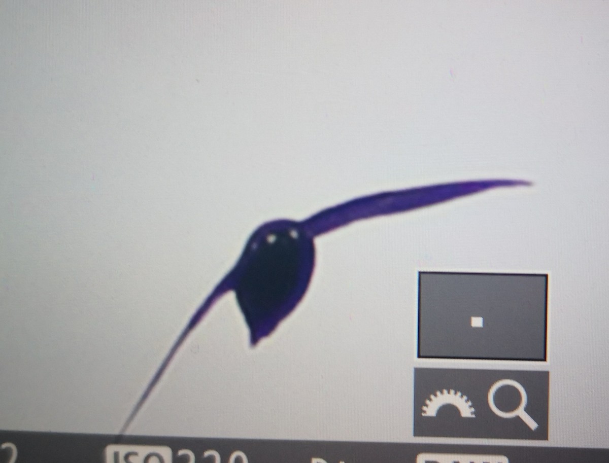 eBird Checklist - 18 Aug 2020 - Ruta 27 - 17 species (+2 other taxa)
