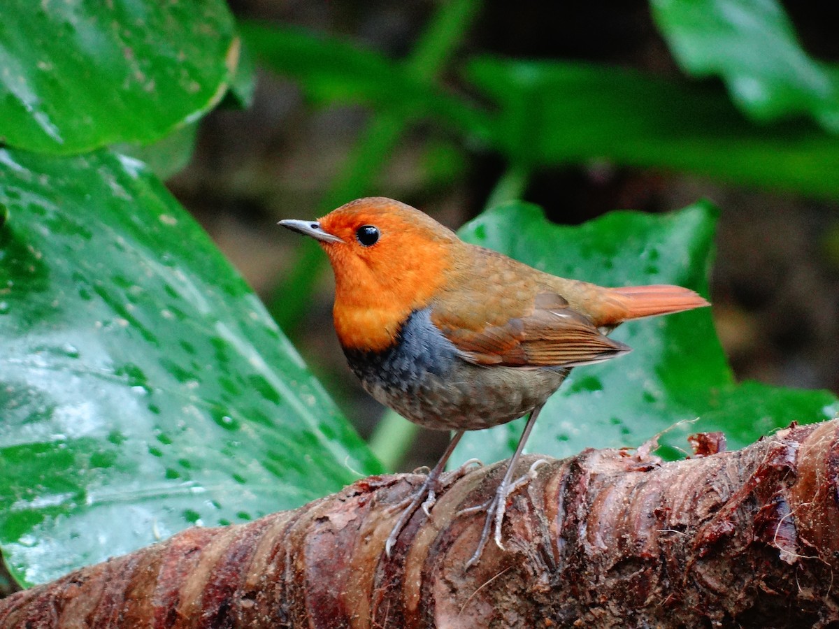 Japanese Robin Bird Pictures