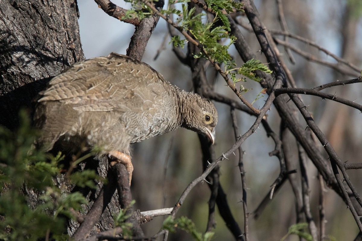 eBird Checklist - 23 Jun 2016 - Waterberg Resort (NWR) - 20 species