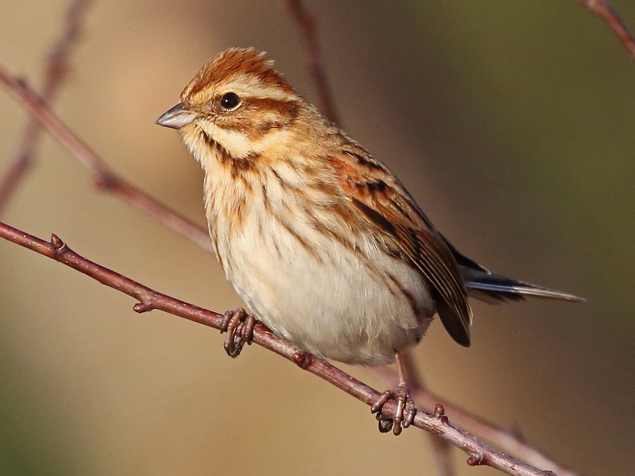 Reed Bunting - eBird