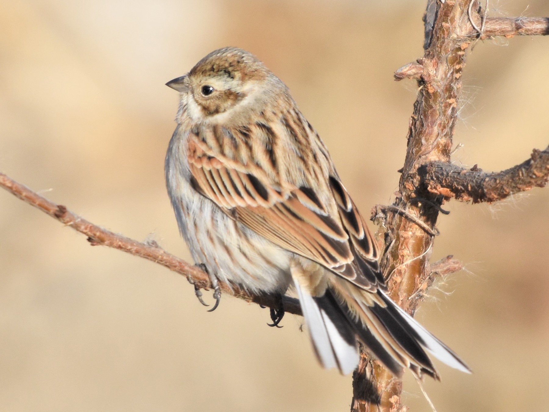 Reed Bunting - eBird