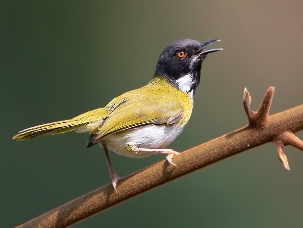 Masked Apalis - eBird