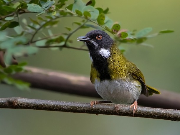 Masked Apalis - eBird