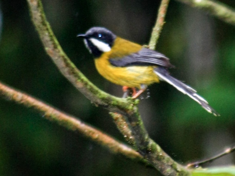 Masked Apalis - eBird