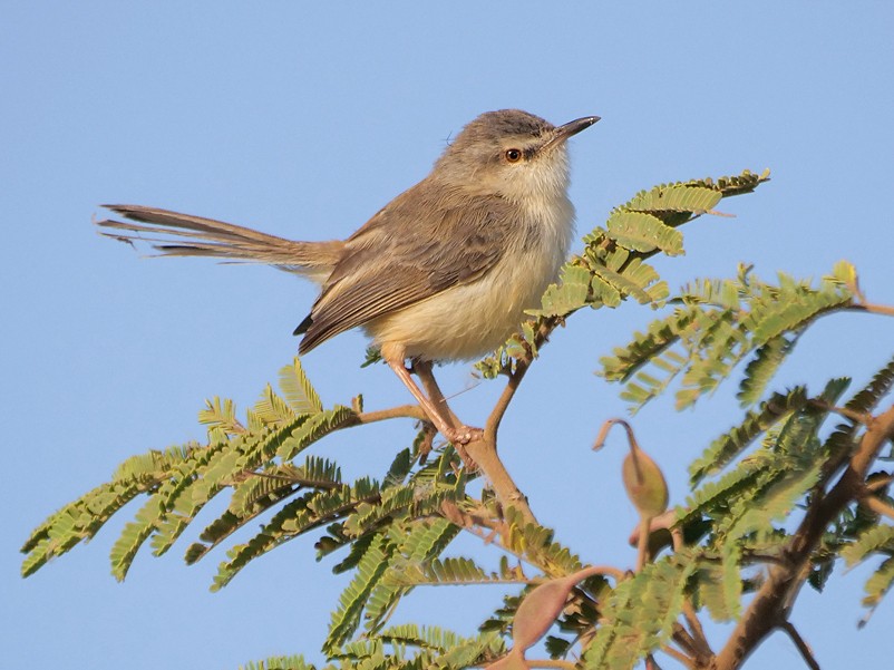 River Prinia - eBird
