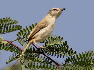 River Prinia - eBird