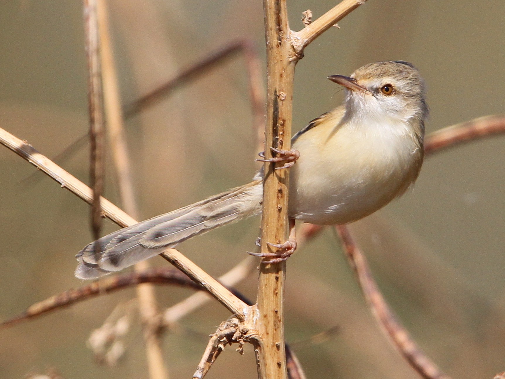 River Prinia - eBird
