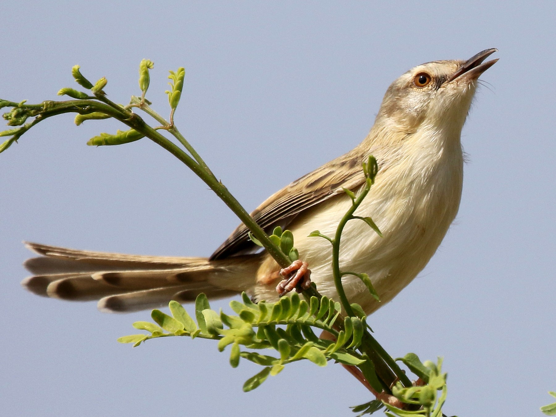 River Prinia - eBird