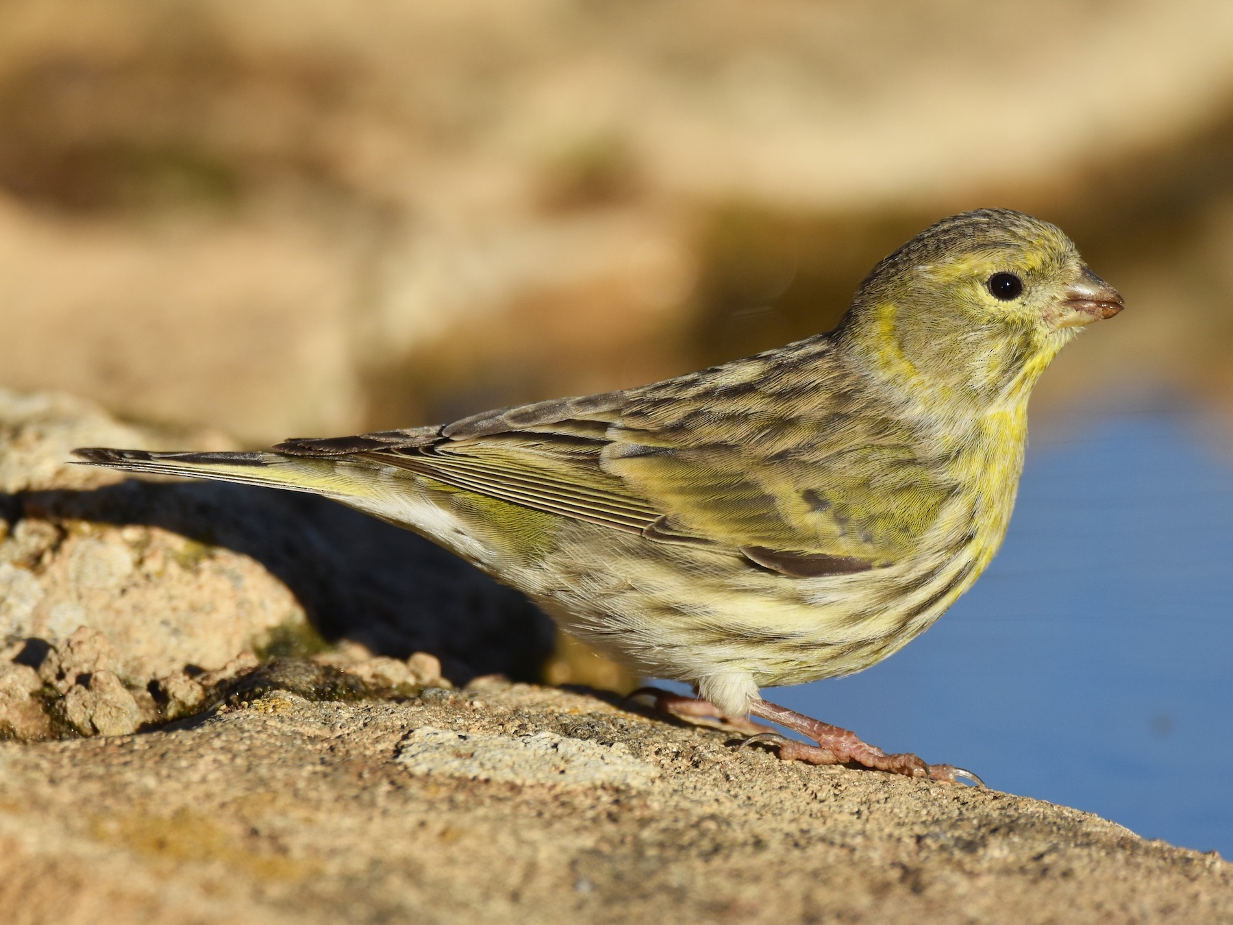 European Serin - eBird