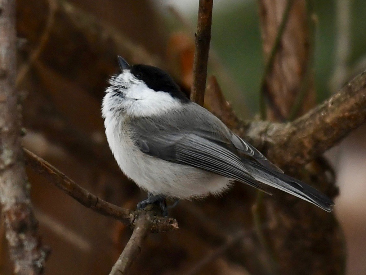 Willow Tit - eBird