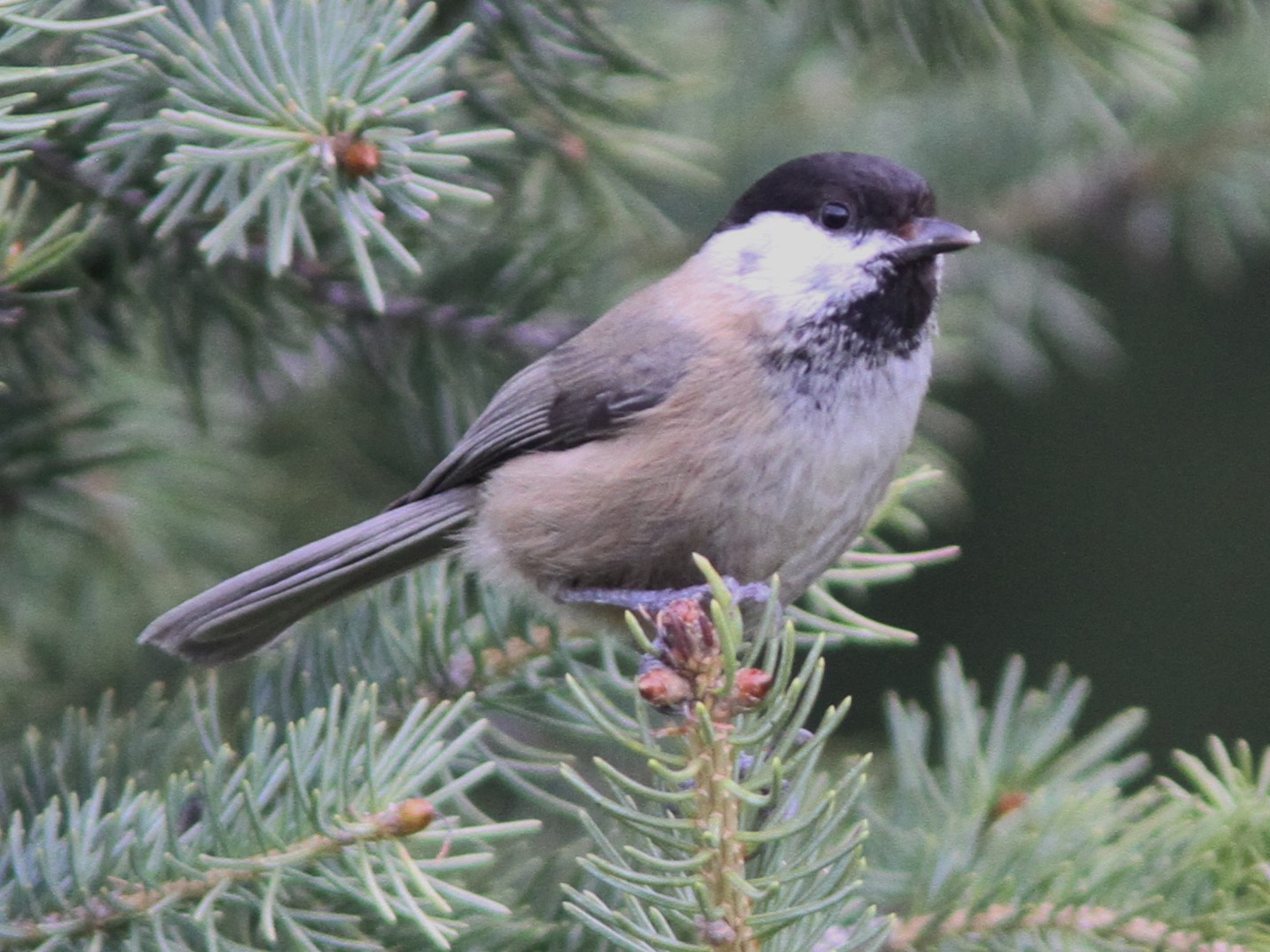 Willow Tit - eBird