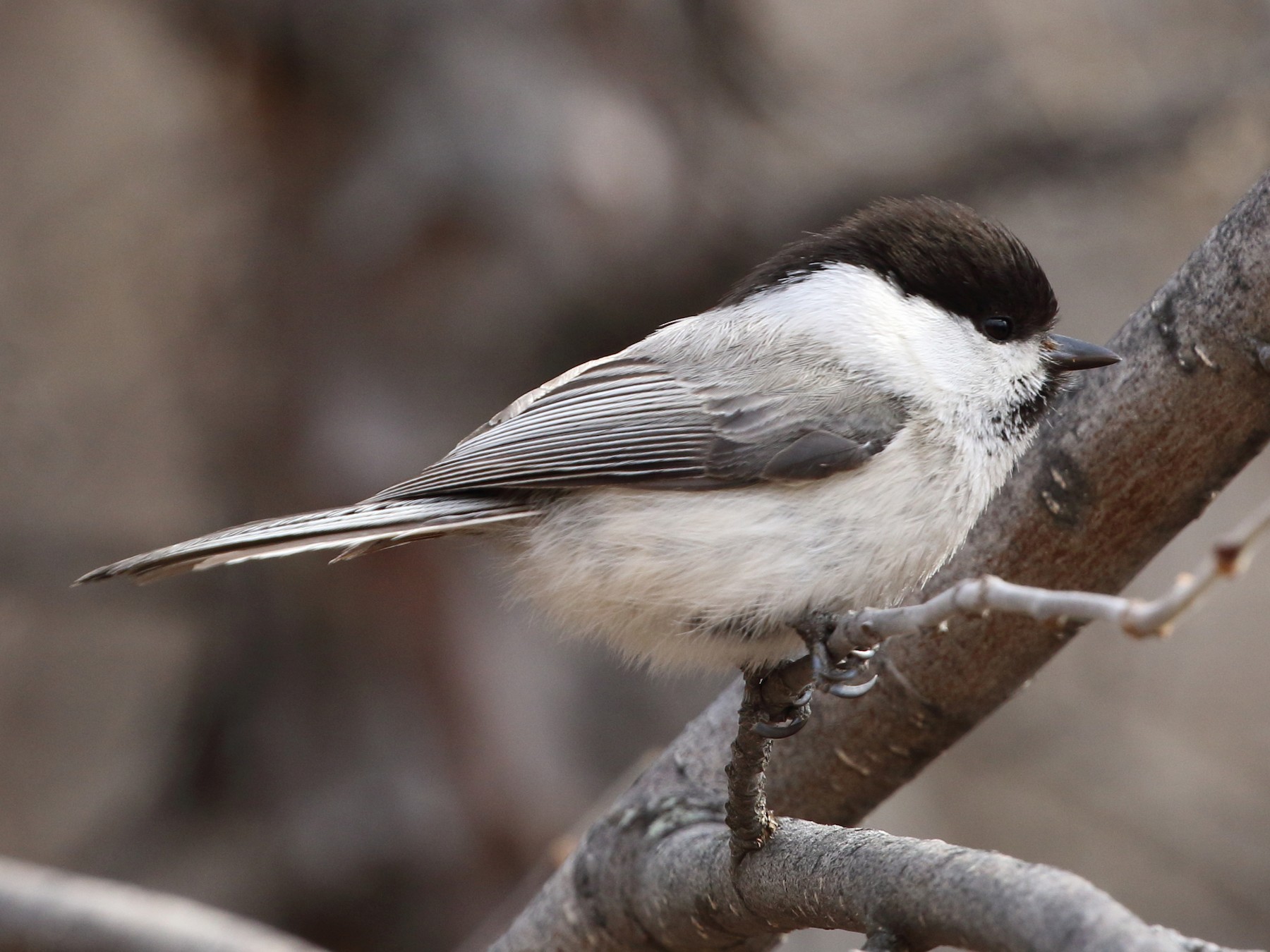 Willow Tit - eBird