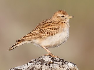 Greater Short-toed Lark - eBird