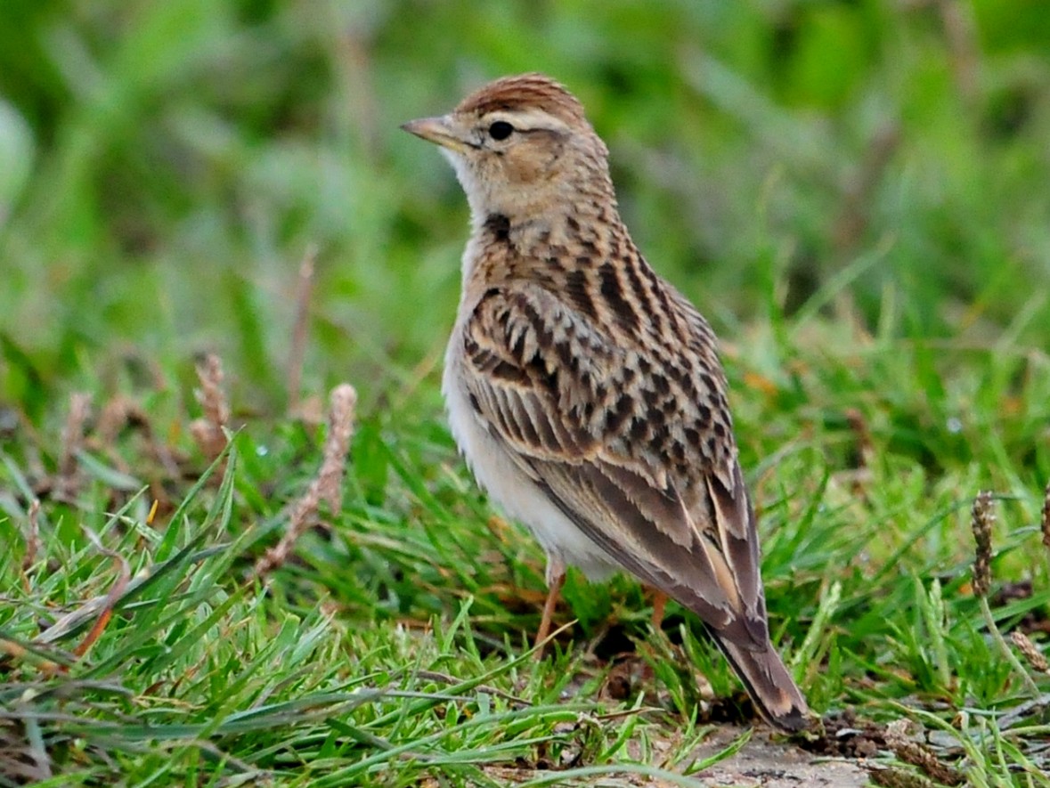 Greater Short-toed Lark - eBird