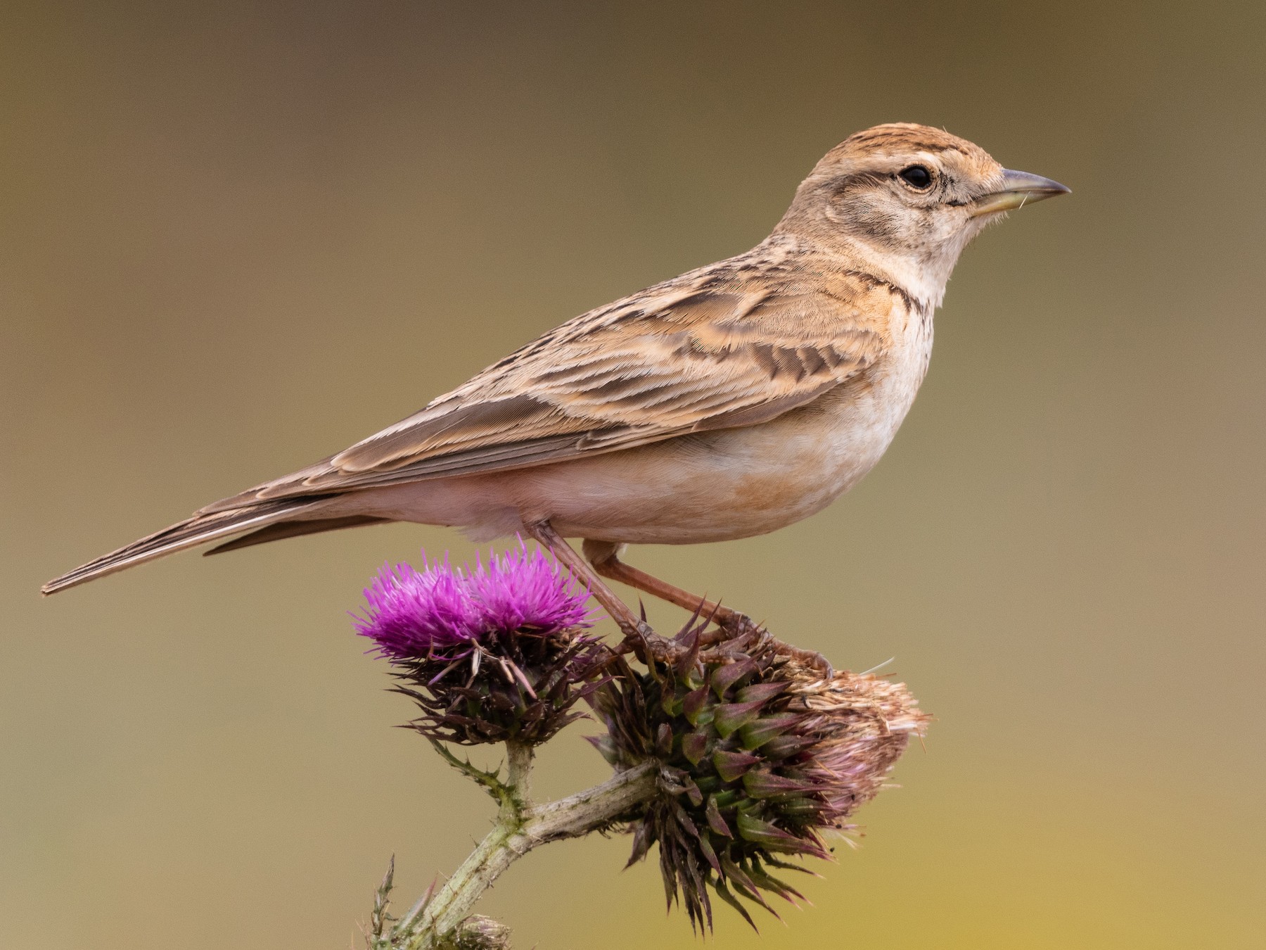 Greater Short-toed Lark - eBird
