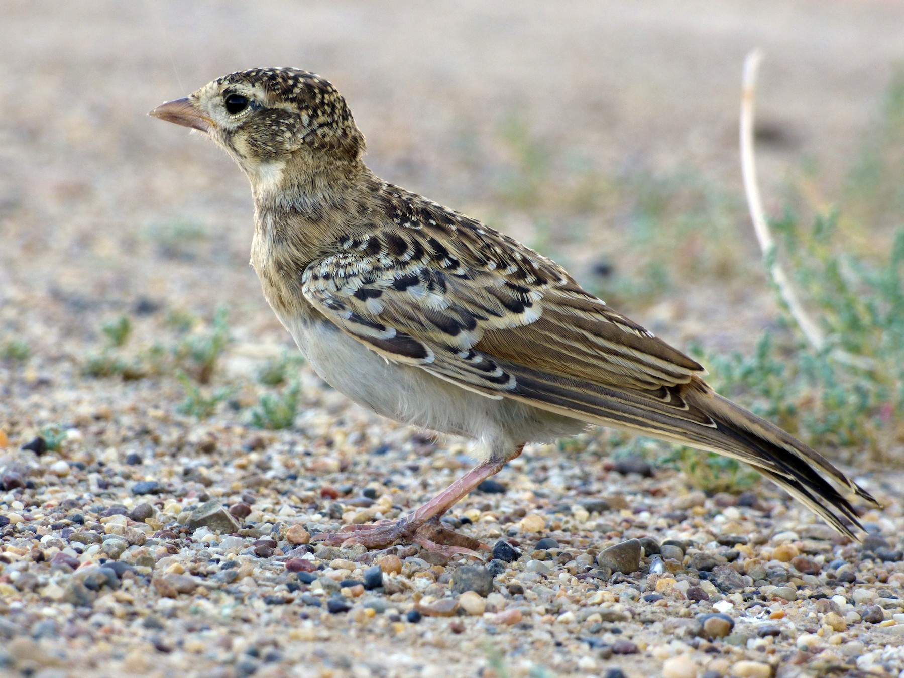 Greater Short-toed Lark - eBird