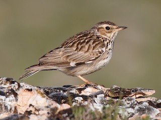 Wood Lark - eBird