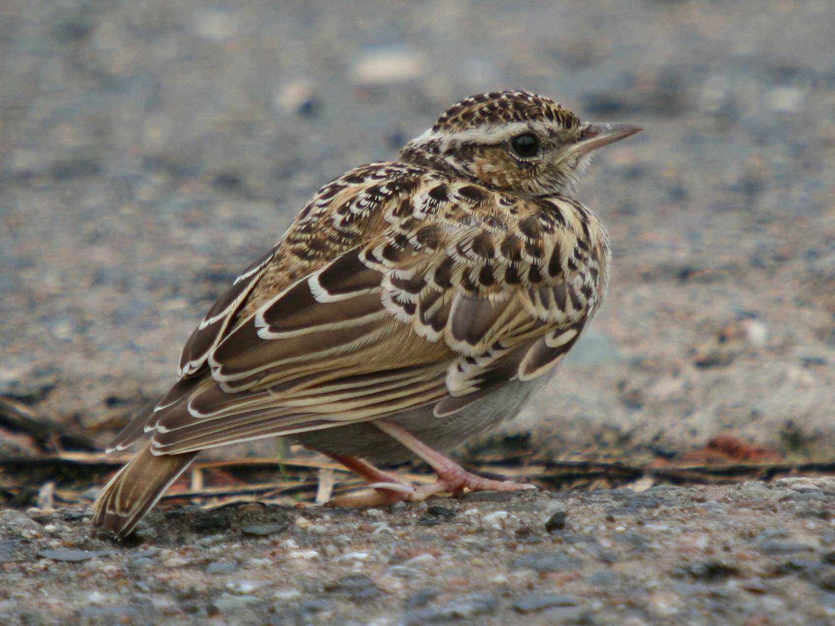 Wood Lark - eBird