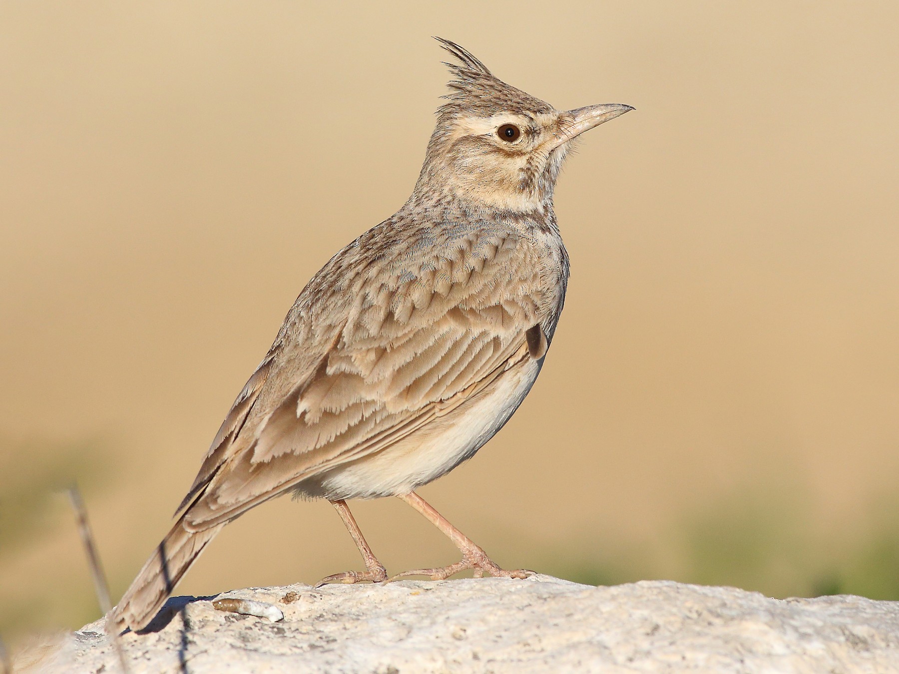 Crested Lark - eBird