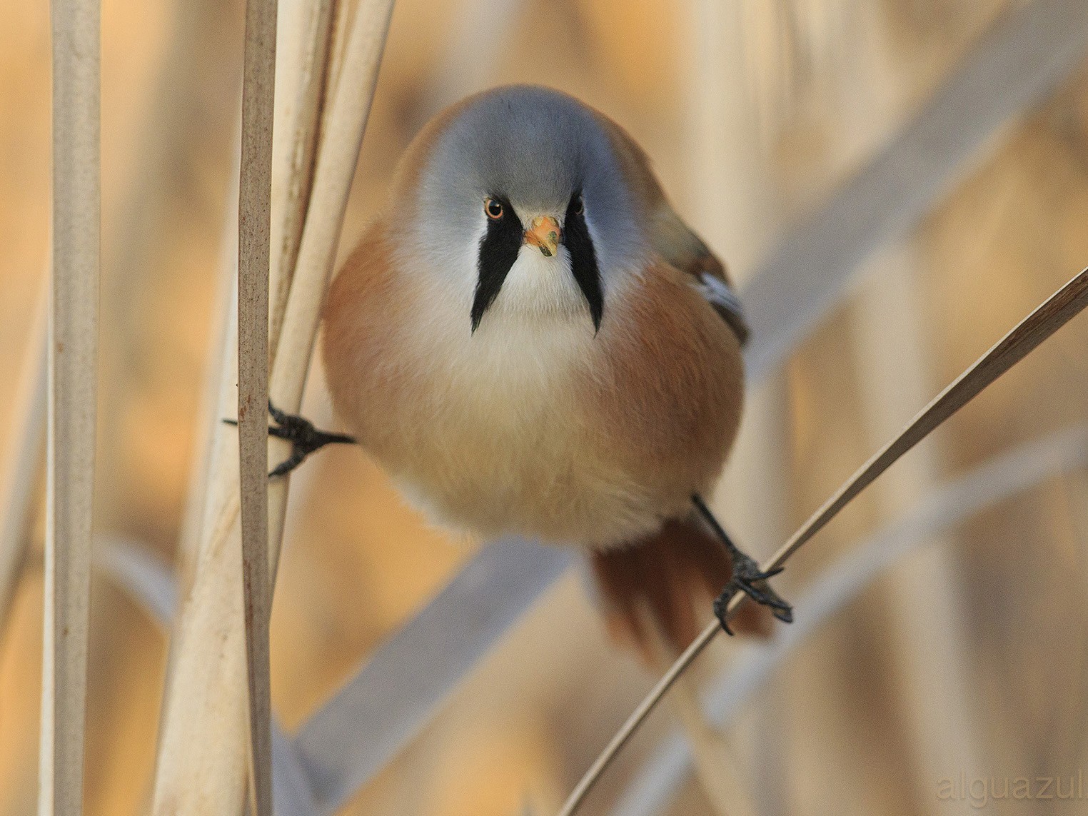 Bearded Reedling - eBird