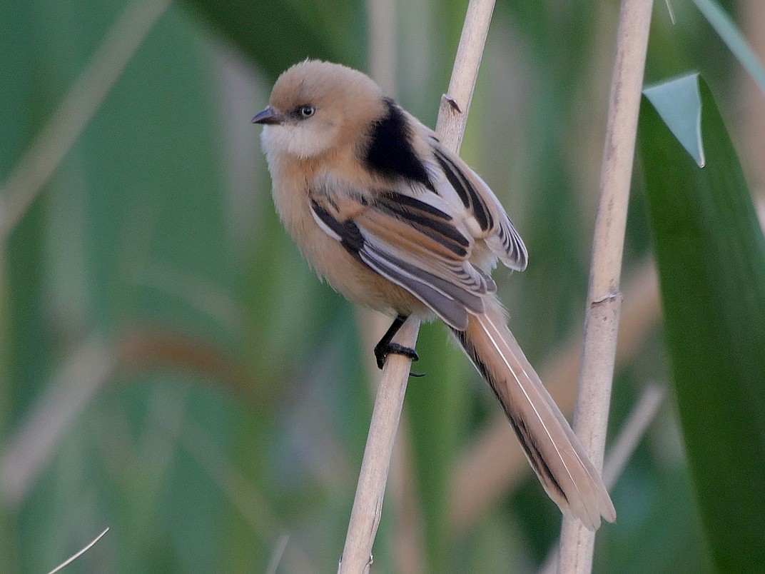 Bearded Reedling - eBird