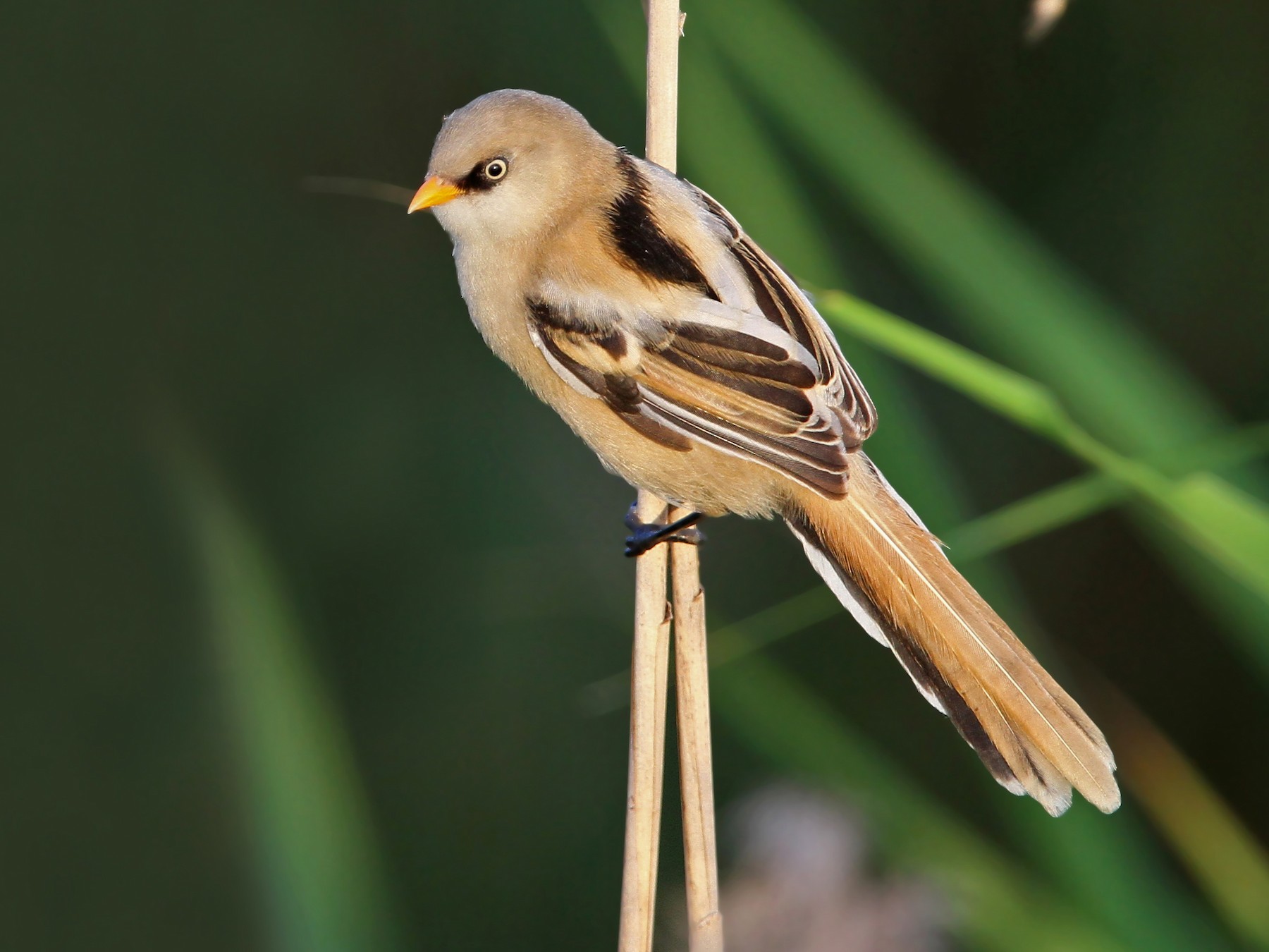 Bearded Reedling - eBird