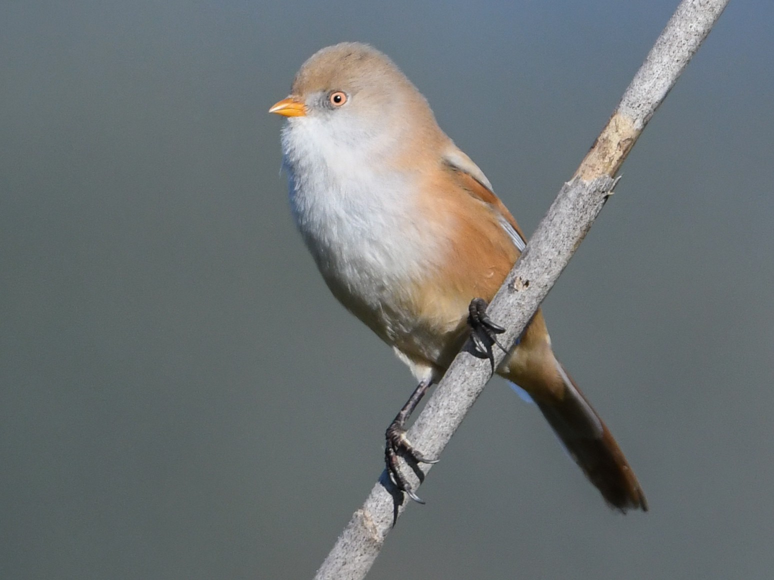 Bearded Reedling - eBird