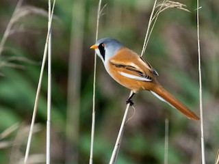 Bearded Reedling - eBird