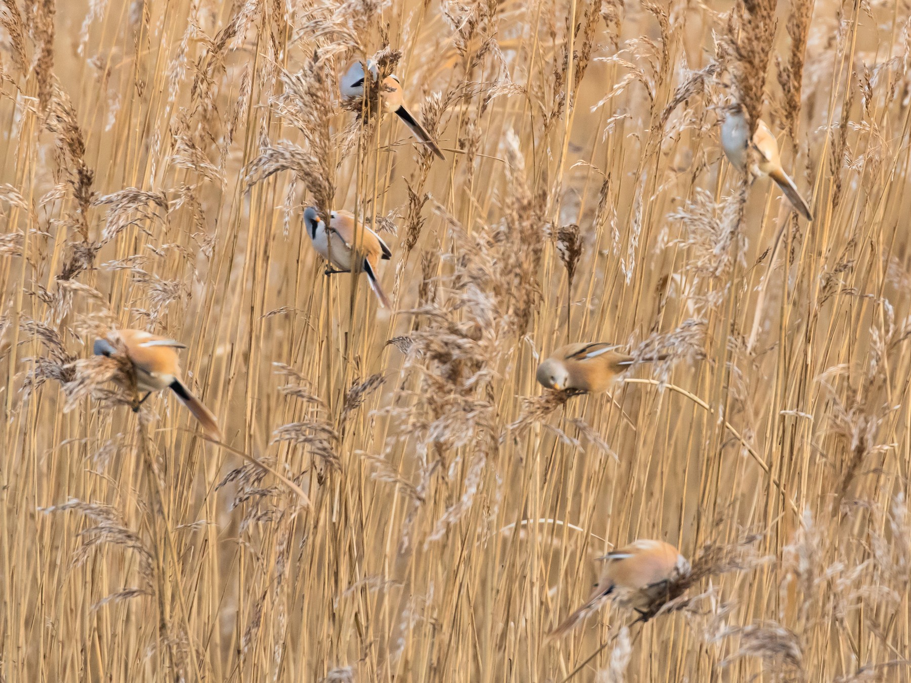 Bearded Reedling - eBird